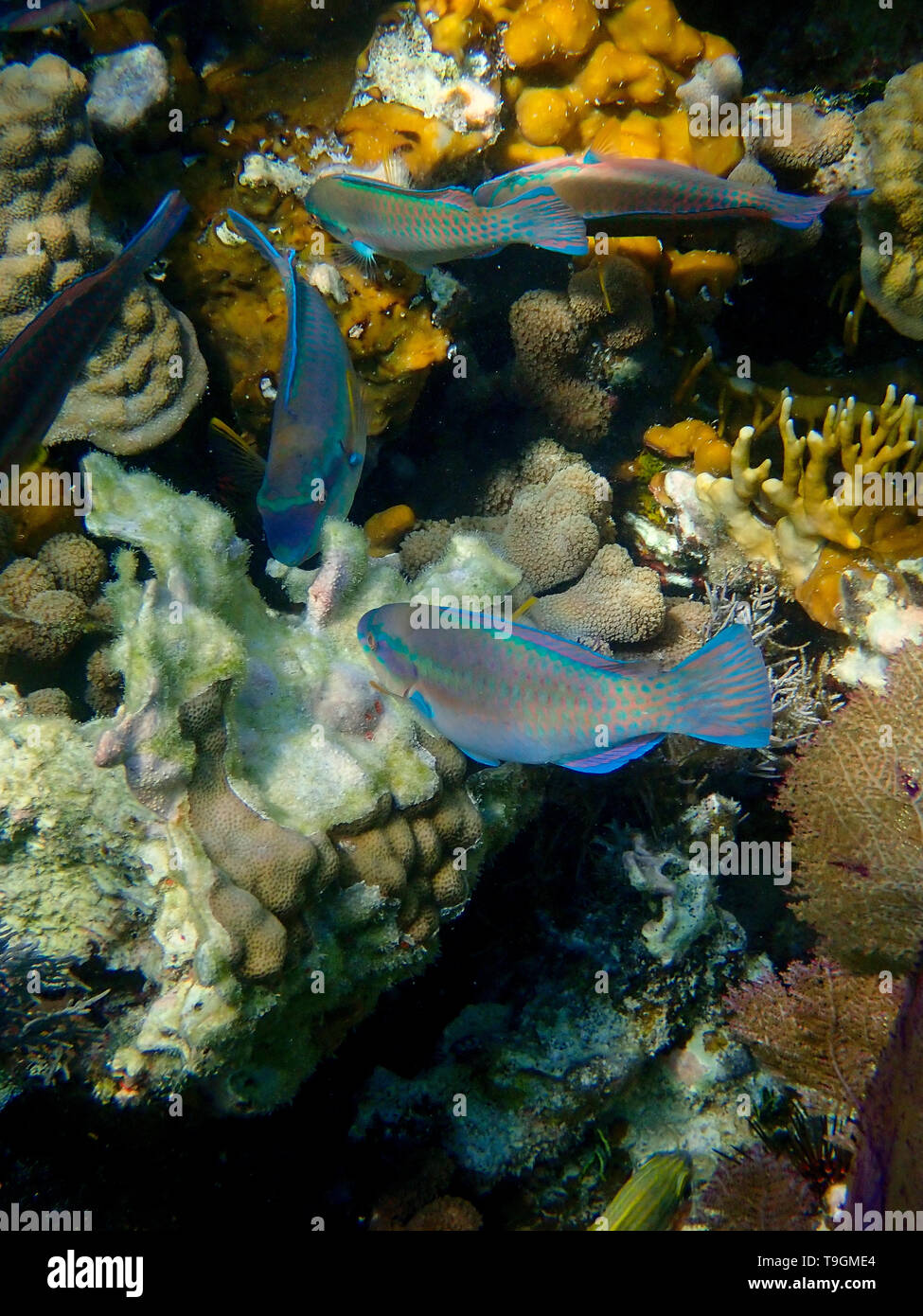 Princess Parrotfish, Scarus taeniopterus, terminal phase, Hatchet Caye ...