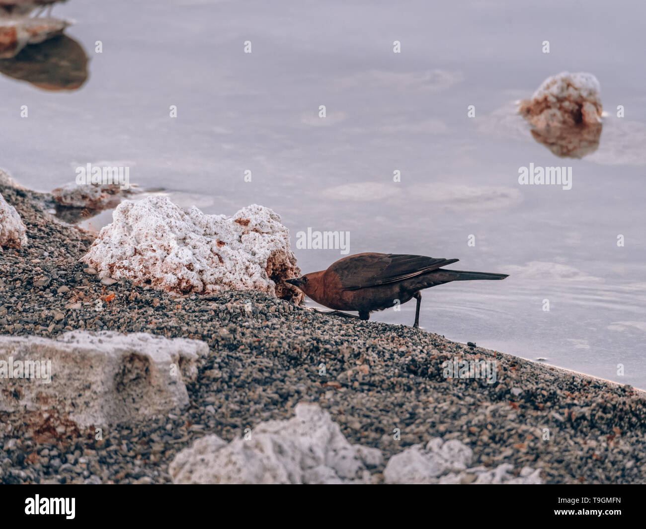 An American dipper bird looking for food on a rocky lakeshore in Mono ...
