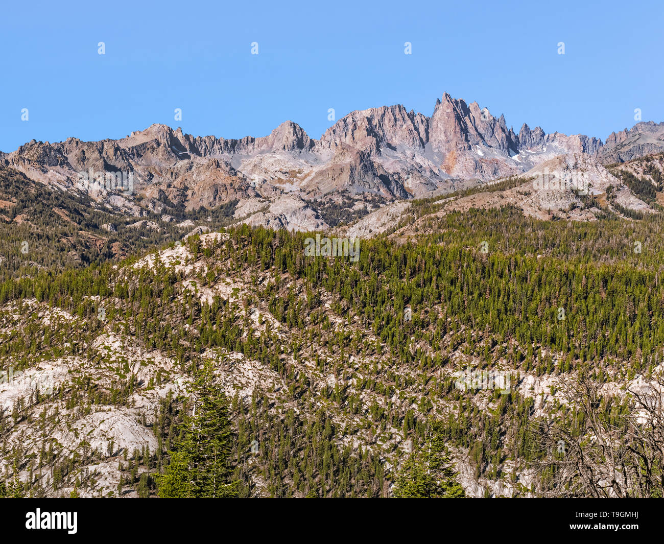 PIne trees on the rugged mountainside in the Eastern Sierras Stock ...