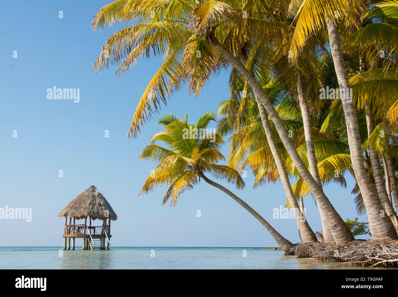 Palapa platform, North Long Coco Plum Caye, Belize Stock Photo - Alamy
