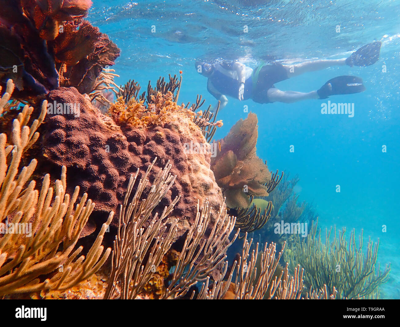 Snorkeler swimming inside the Belize Barrier Reef, a series of coral ...