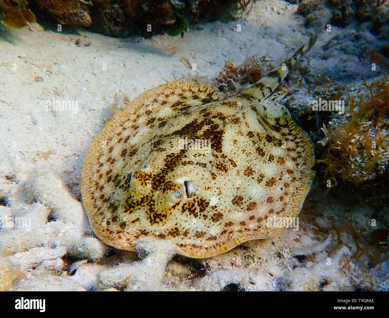 Yellow Spotted Stingray