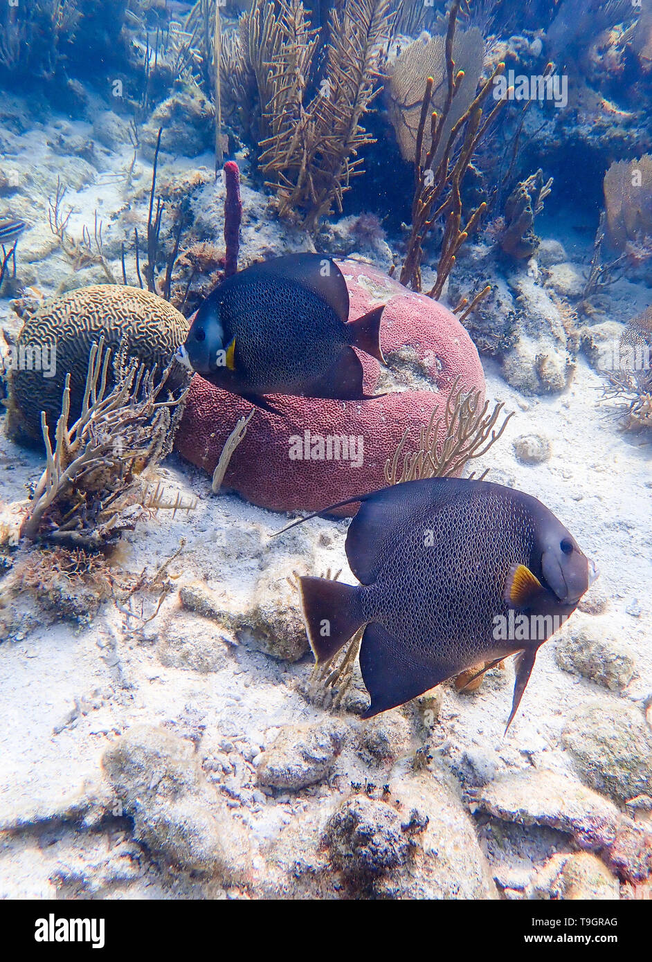 French angelfish, Pomacanthus paru, Belize reef Stock Photo - Alamy