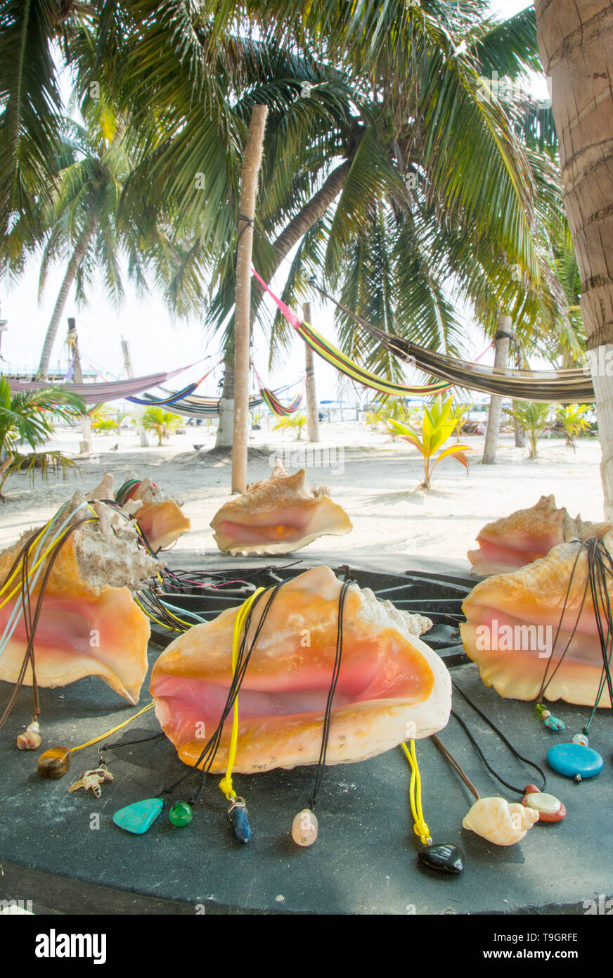 Conch shells souvenirs hi-res stock photography and images - Alamy