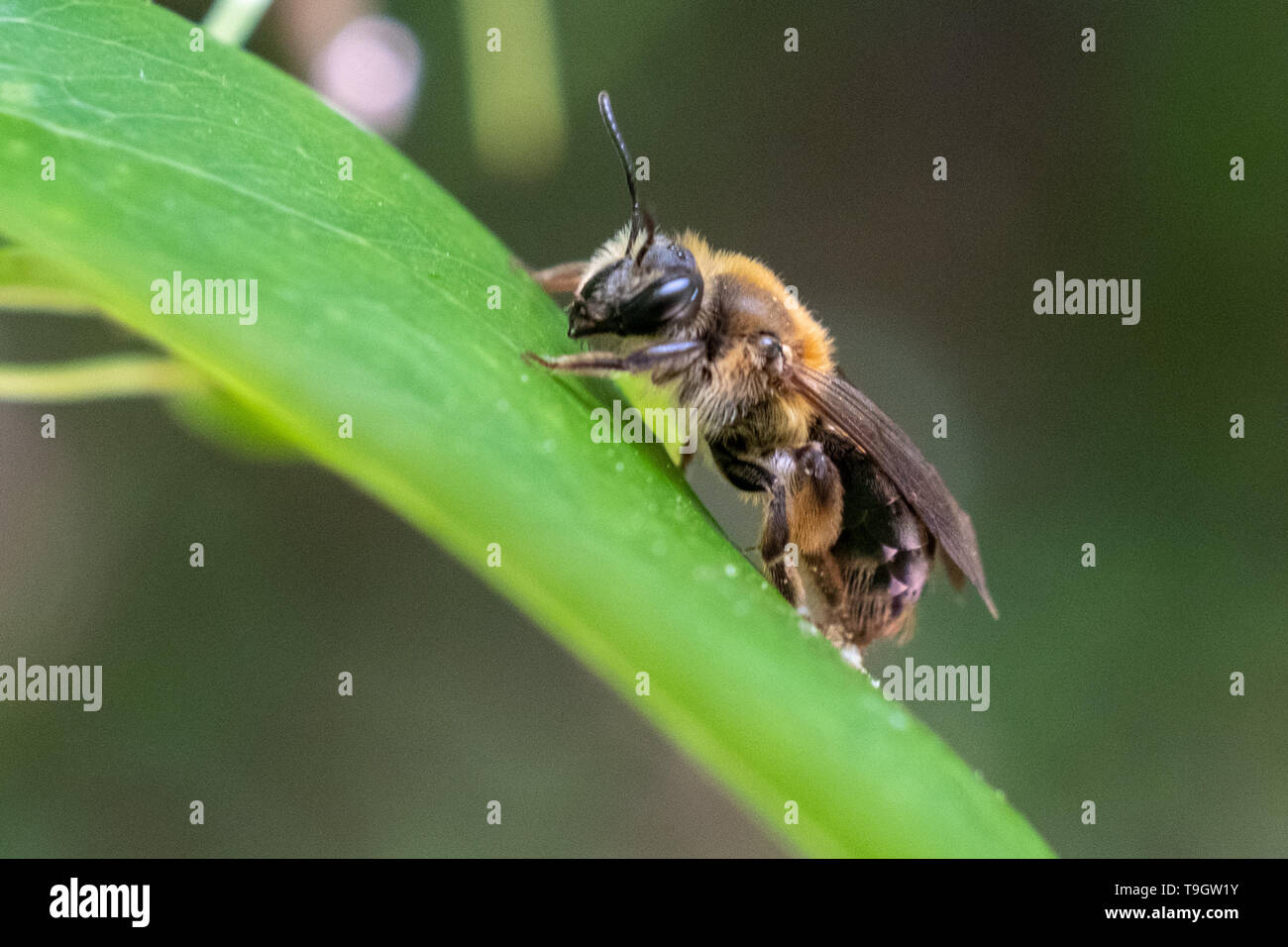 A mining bee rests on a leaf at Yates Mill County Park in Raleigh North ...