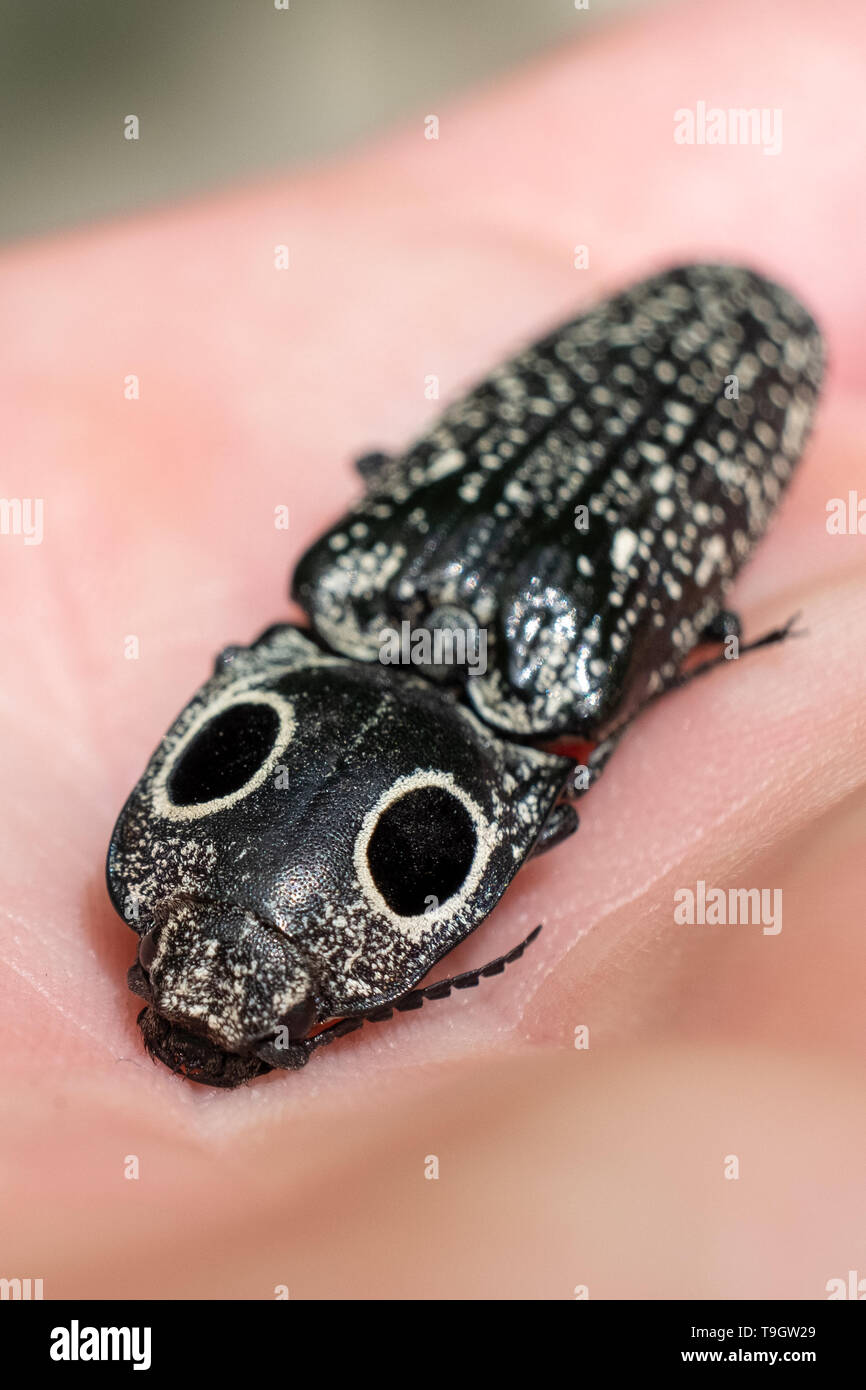 Eyed click beetle hi-res stock photography and images - Alamy