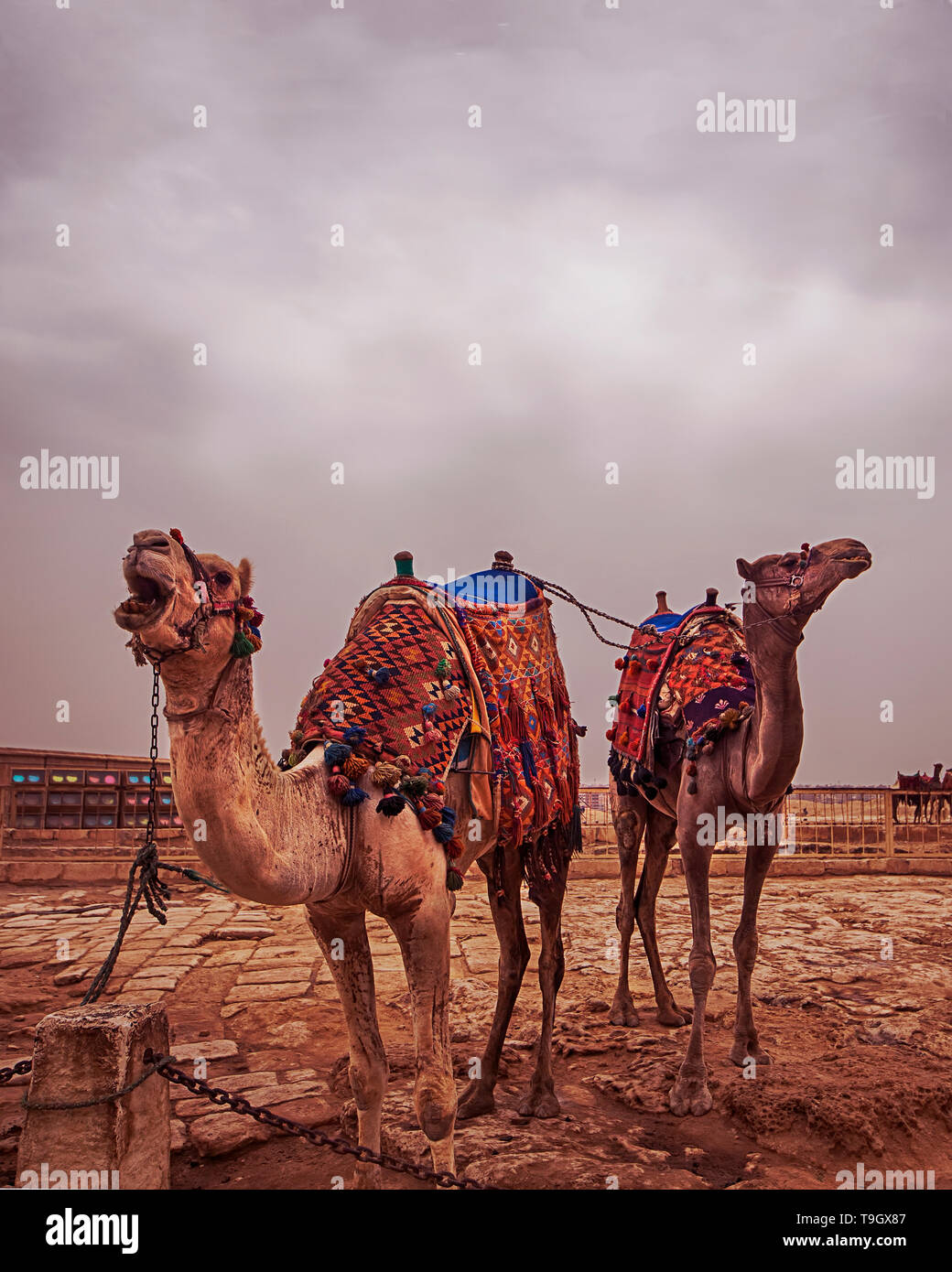 Bedouin riding camels hi-res stock photography and images - Alamy
