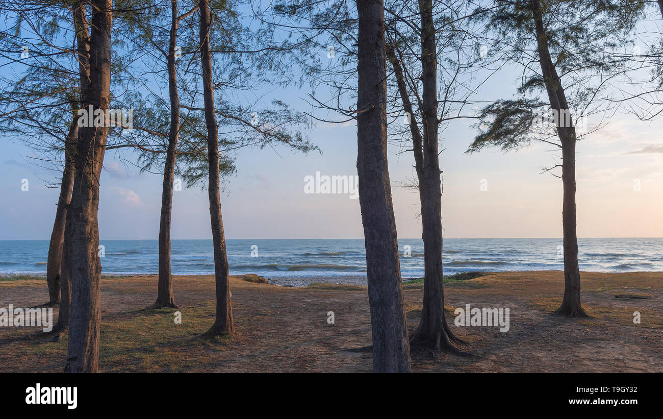 Pine trees and beach hi-res stock photography and images - Alamy