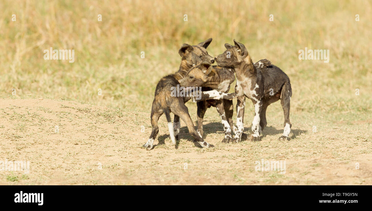 African wild dog attacking hi-res stock photography and images - Alamy