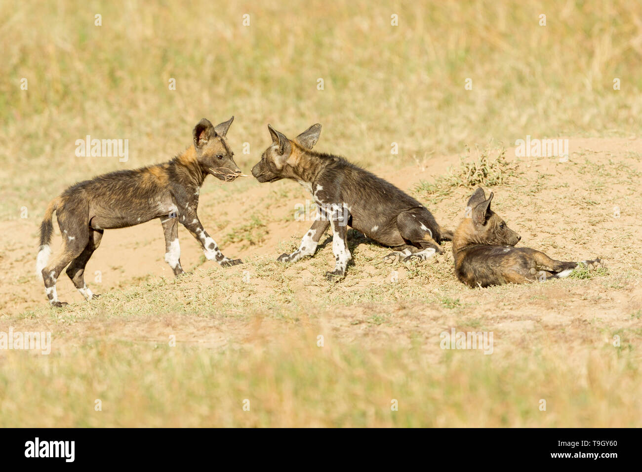African wild dogs pups den hi-res stock photography and images - Alamy