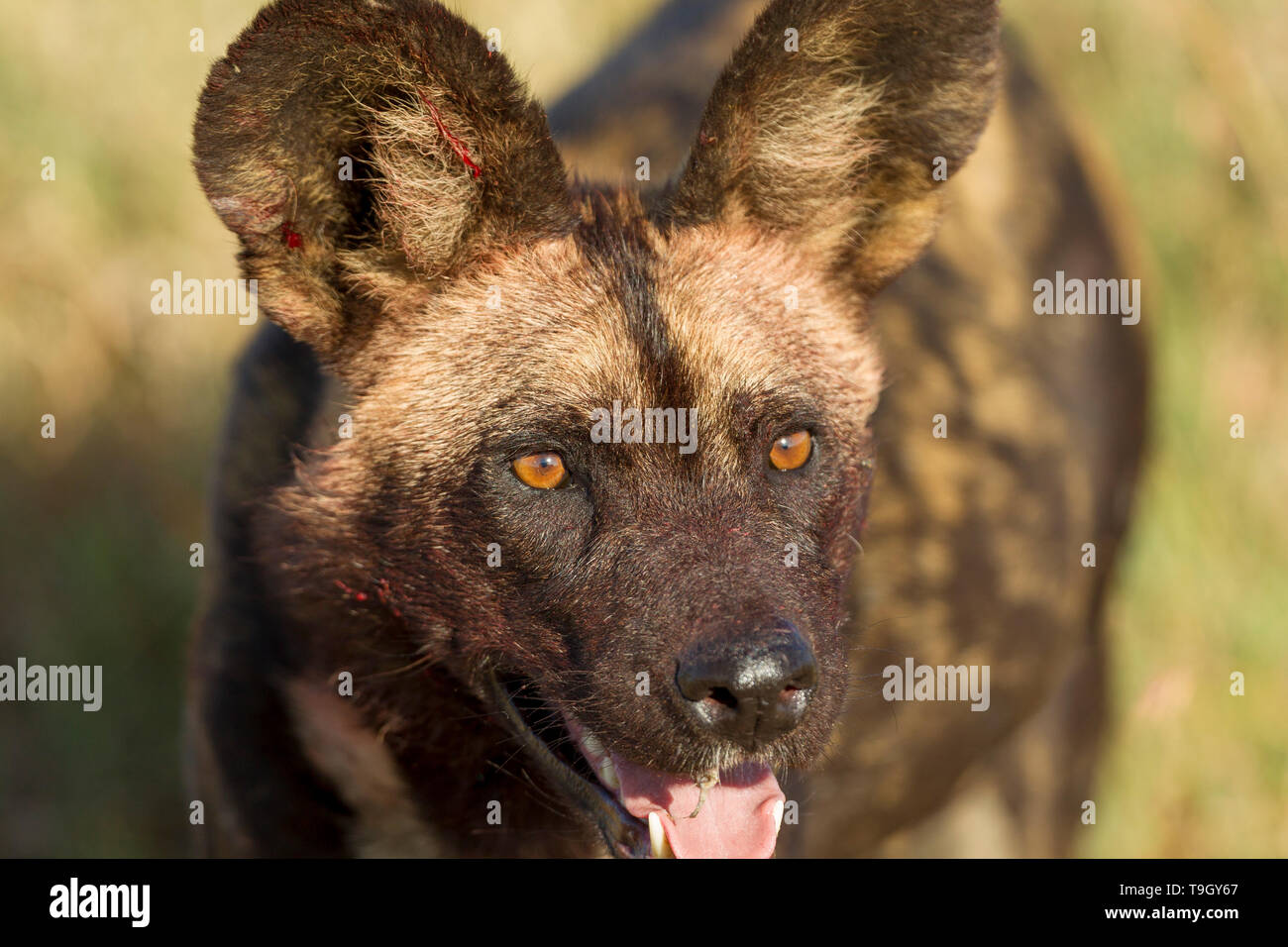 Close up african wild dog face hi-res stock photography and images - Alamy