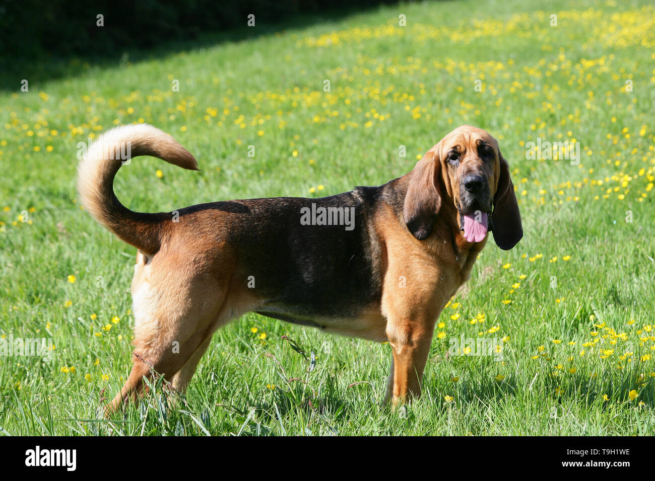 Bloodhound Sniffing High Resolution Stock Photography and Images - Alamy