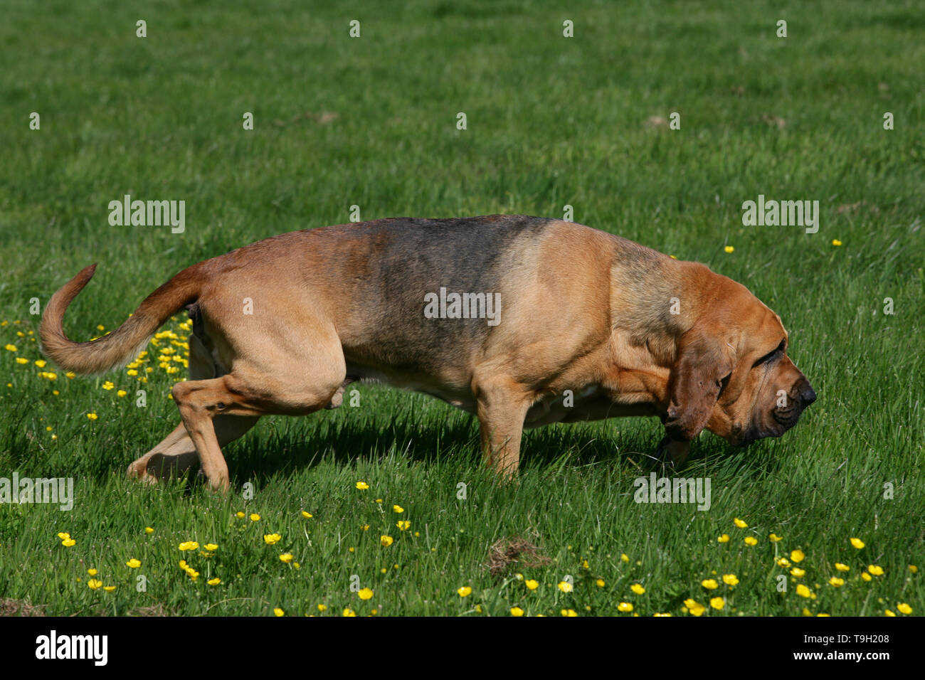 Bloodhound sniffing hi-res stock photography and images - Alamy