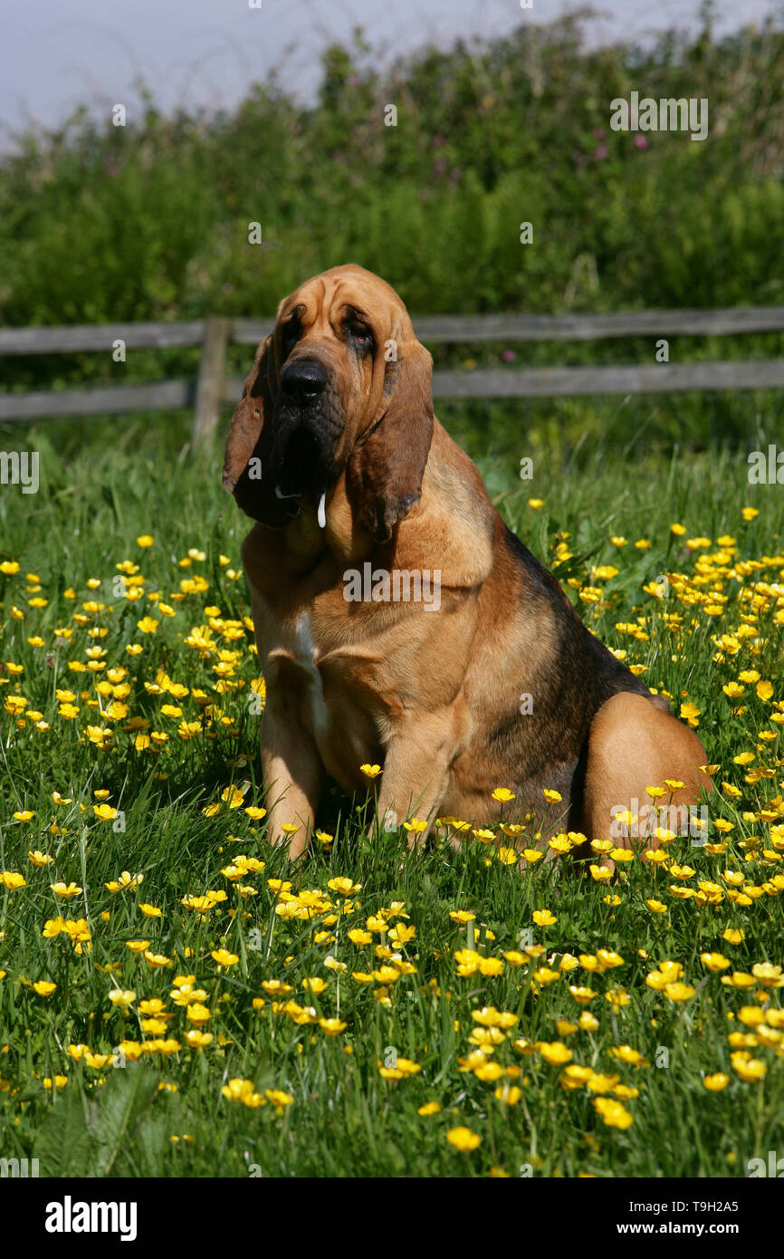Bloodhound sniffing hi-res stock photography and images - Alamy