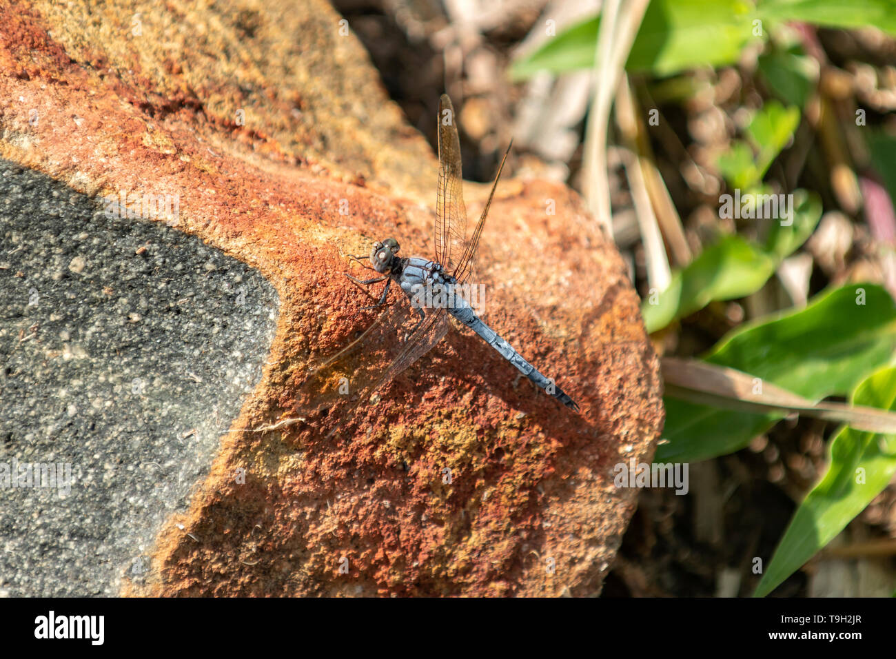 Blue Skimmer, Orthetrum caledonicum, Thursday Island Stock Photo - Alamy