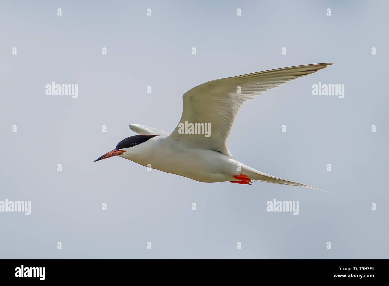 Roseate Tern in Flight, Sterna dougallii on Magra Islet, Far North ...