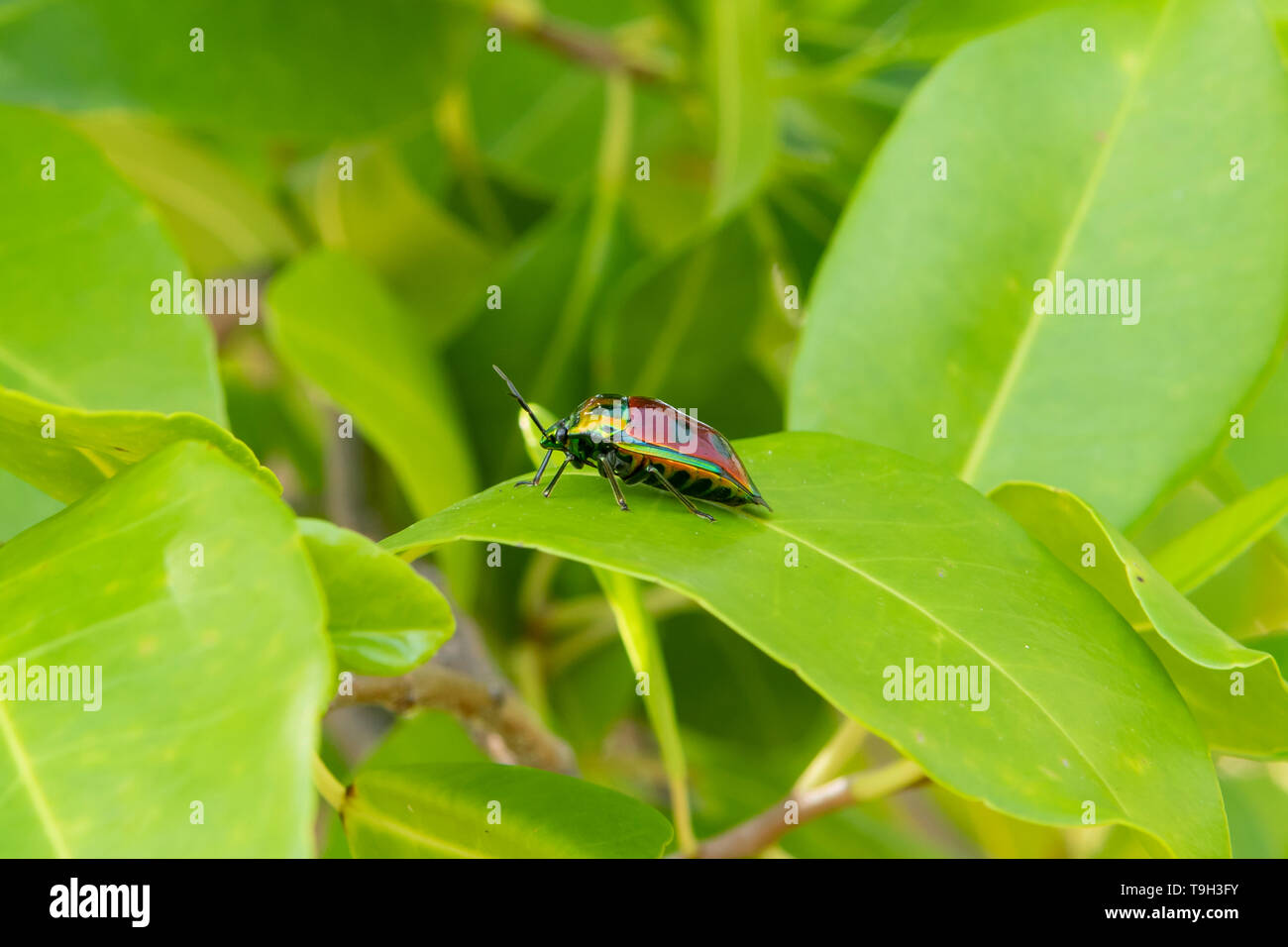 Brightly coloured colored beetle hi-res stock photography and images ...