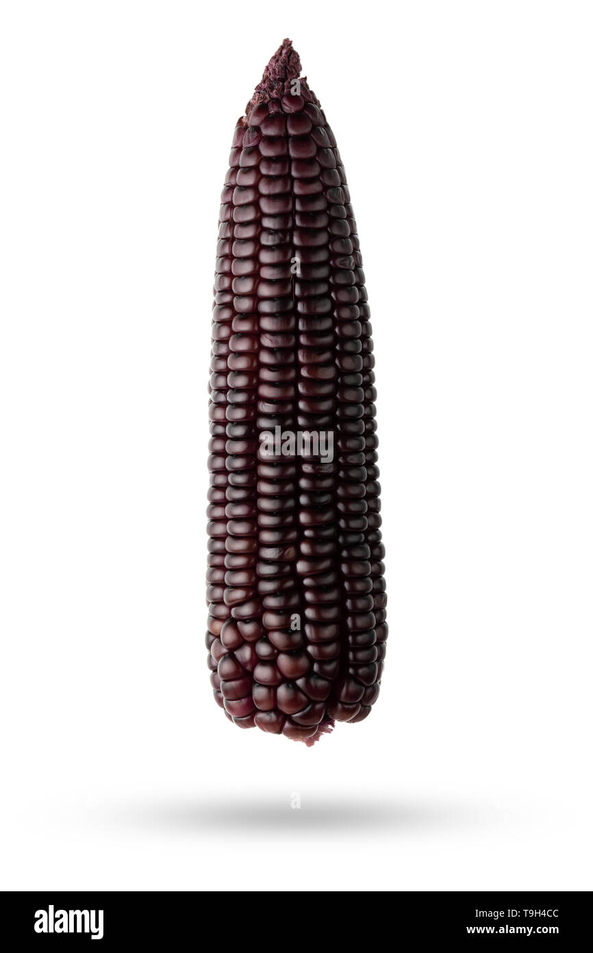 Isolate Purple corn with clipping path on white background. Concepts of ...