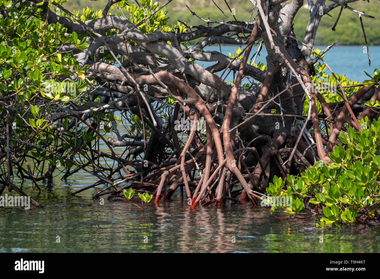 Great red island hi-res stock photography and images - Alamy
