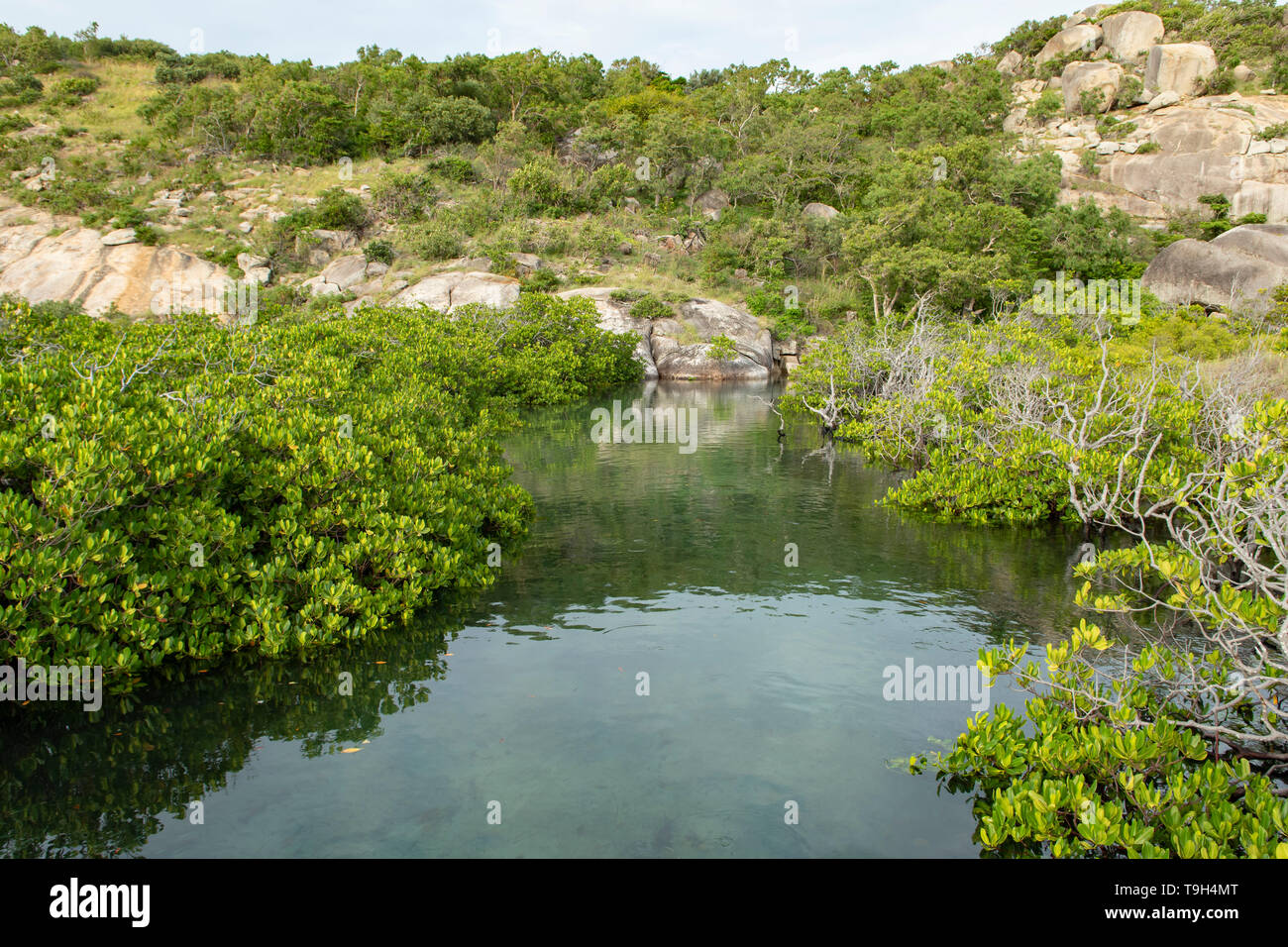 Mangroves on Lizard Island, Queensland Stock Photo - Alamy