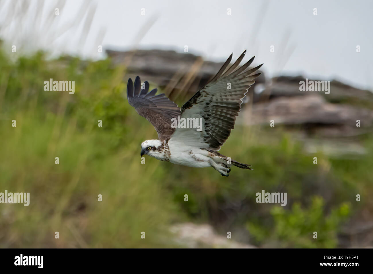 Osprey in flight hi-res stock photography and images - Alamy