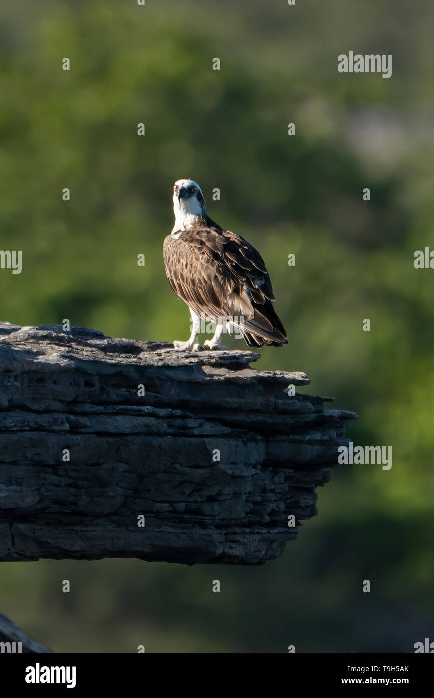 Pandion hi-res stock photography and images - Alamy