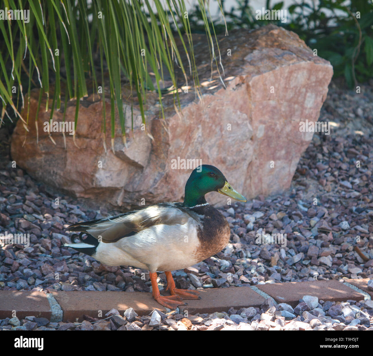 Mallard Duck (Anas Platyrhynchos) resting poolside in Glendale ...