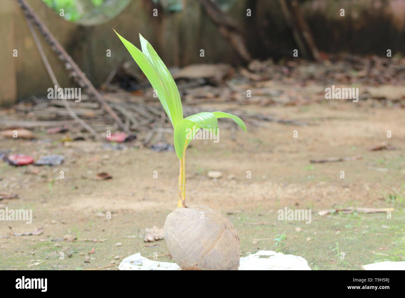 Coconut sapling with leaf ready to plant Stock Photo - Alamy