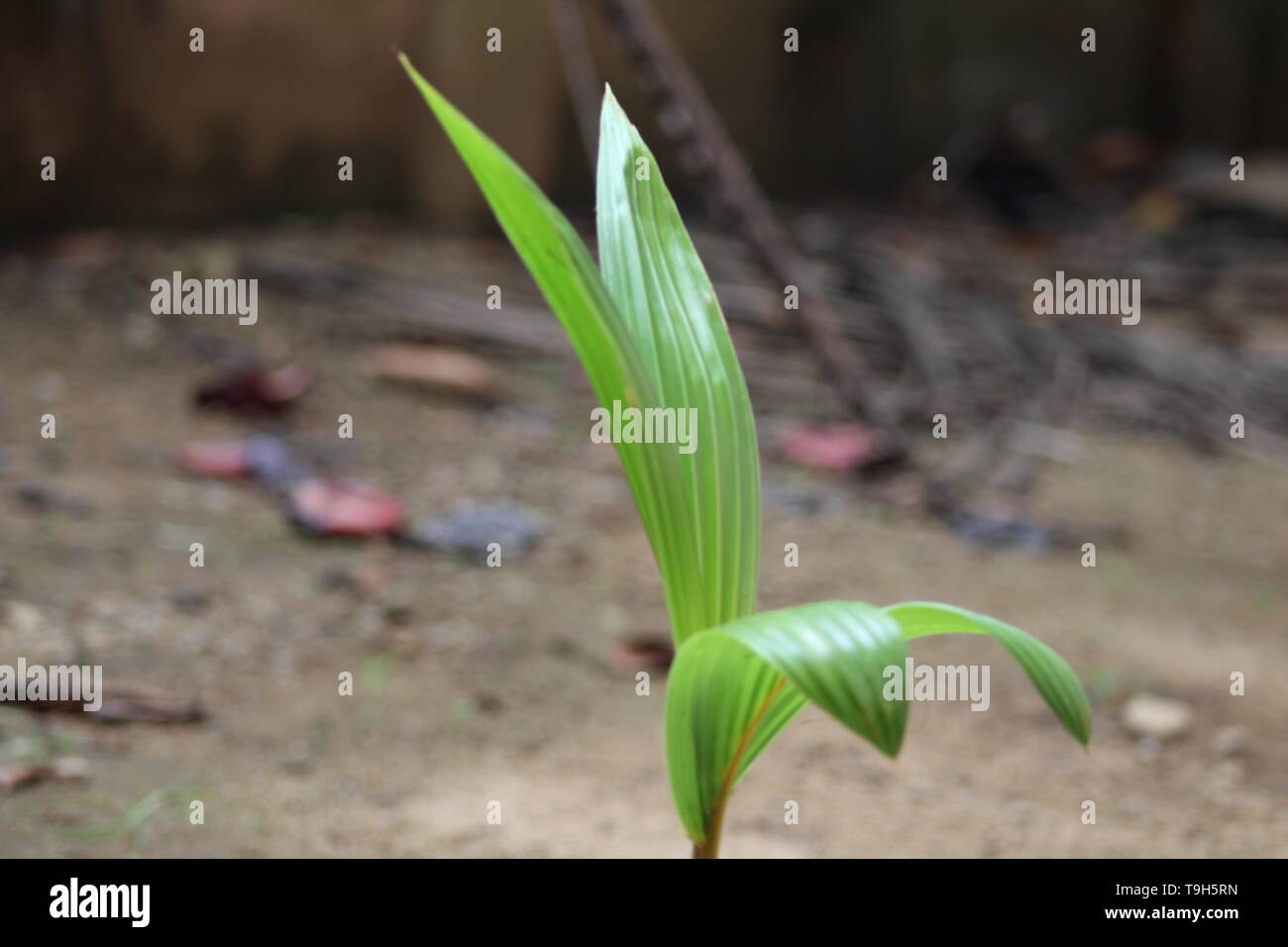 Coconut sapling with leaf ready to plant Stock Photo - Alamy