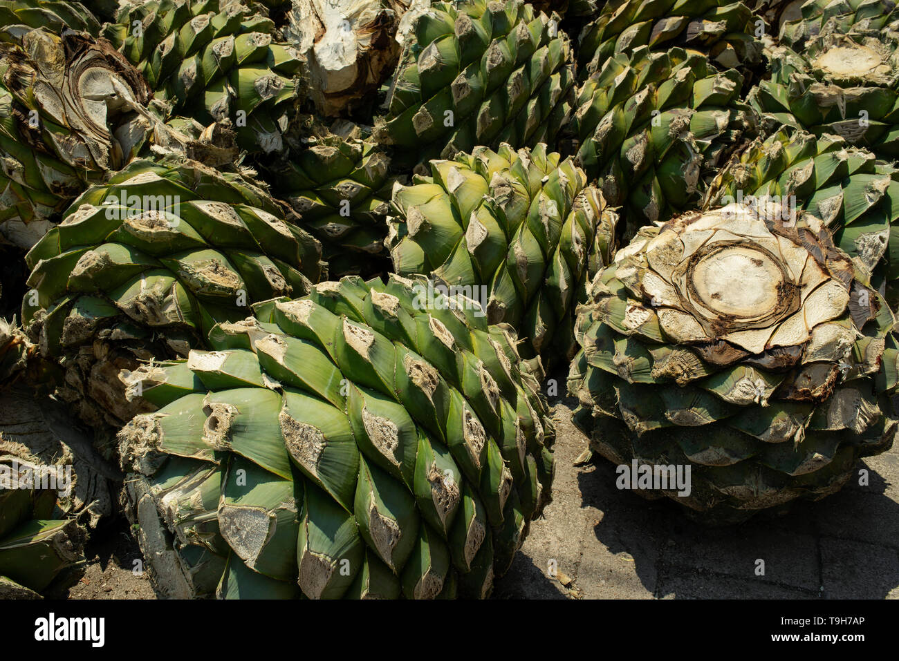 Mescal agave hi-res stock photography and images - Alamy