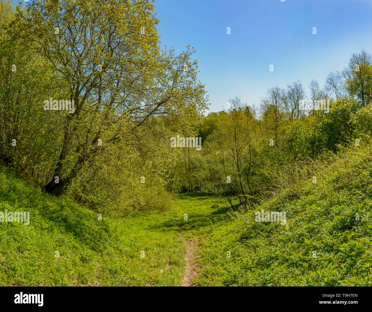 Spring walk along the river Sablinka in the Leningrad region. The ...
