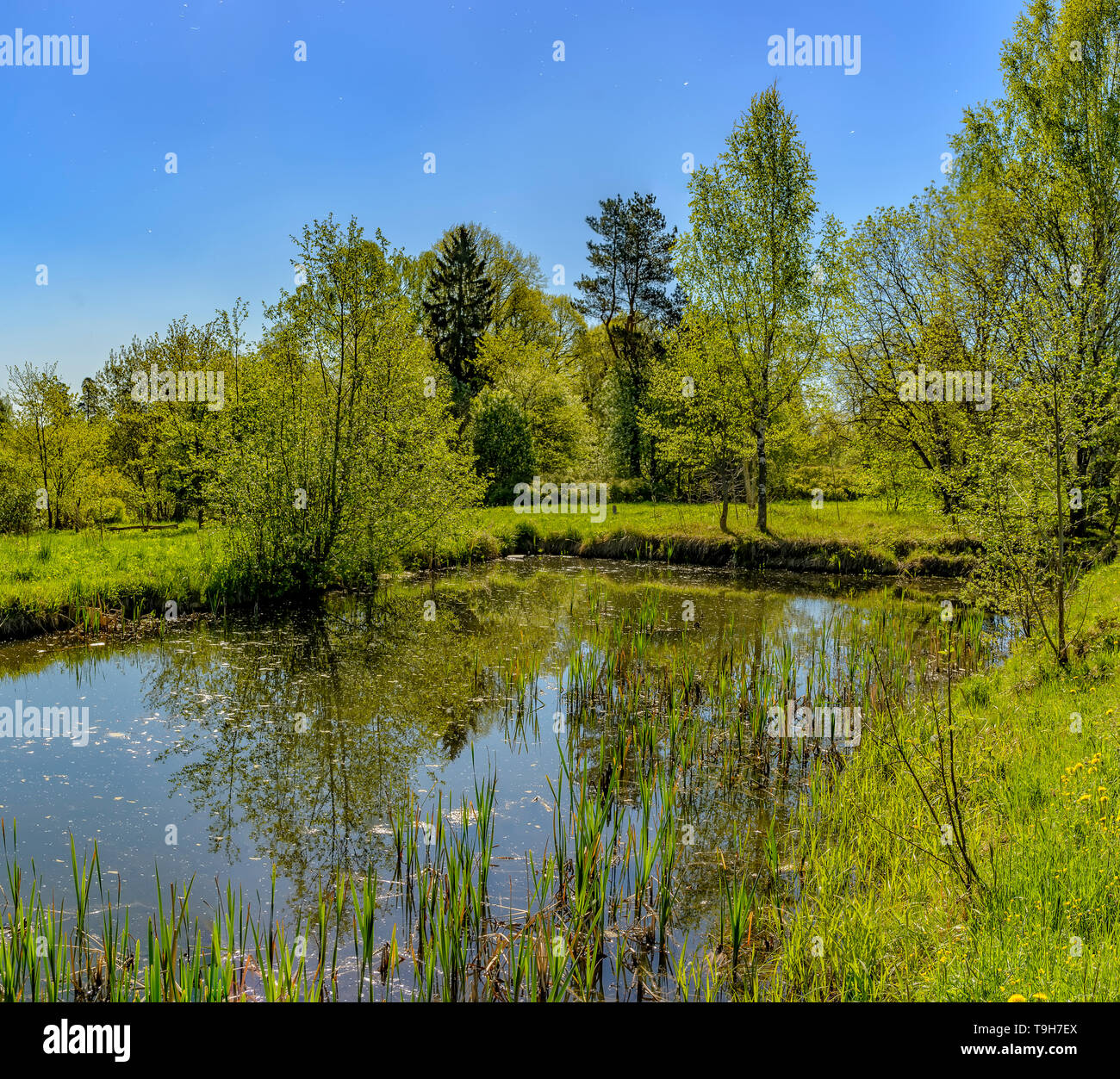 Spring walk along the river Sablinka in the Leningrad region. The ...