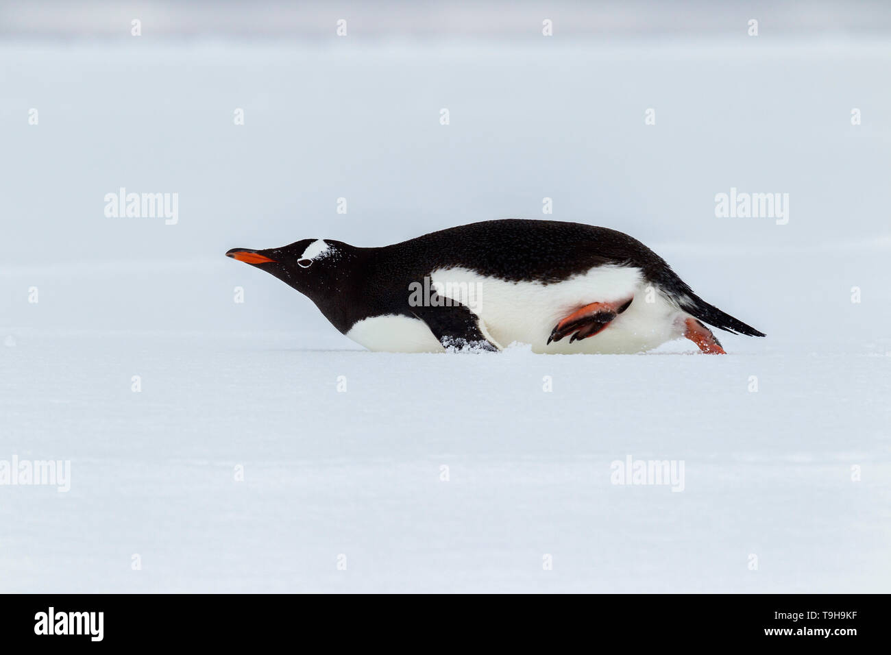 Penguins Slide High Resolution Stock Photography and Images - Alamy