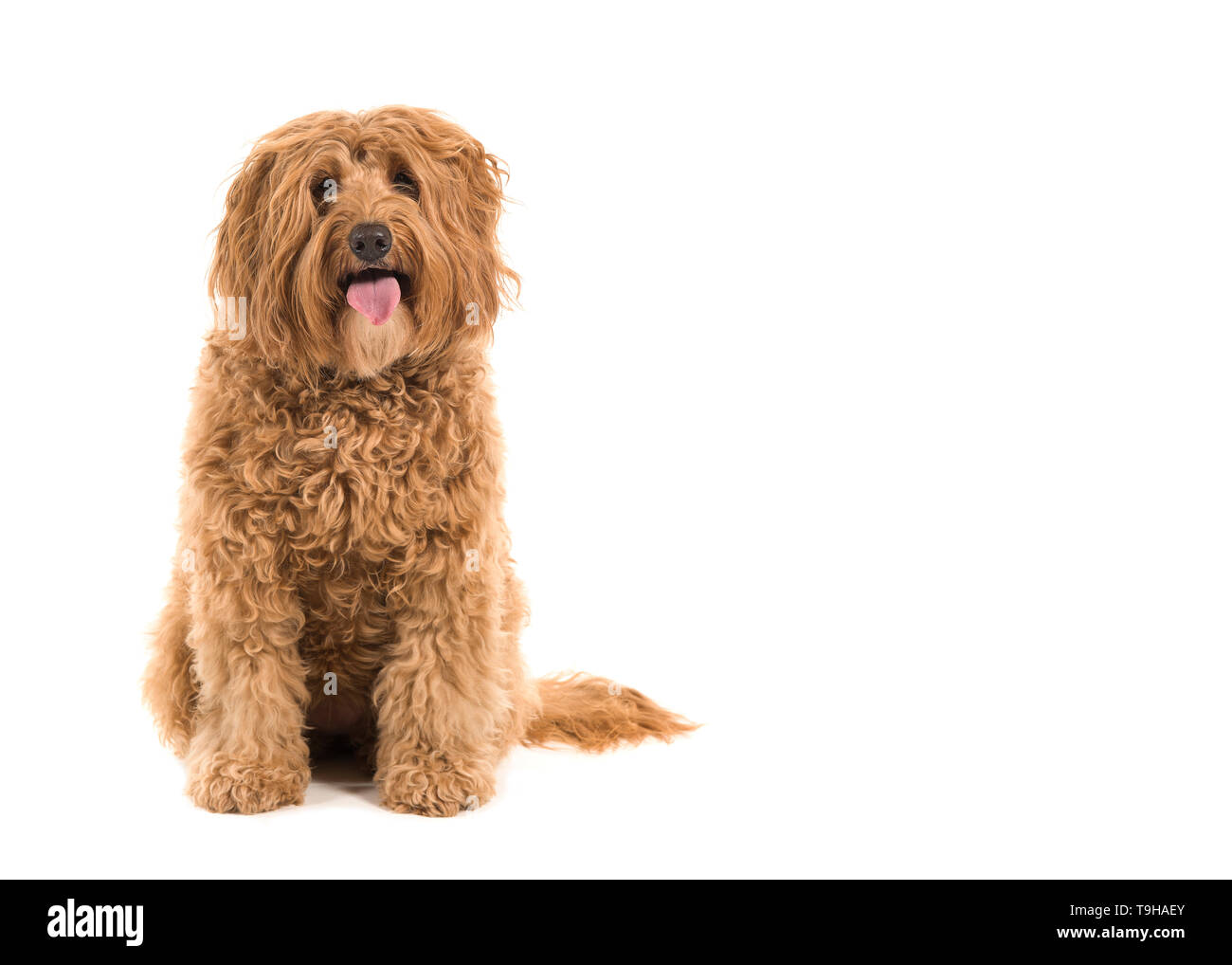 Labradoodle looking at the camera sitting on a white background Stock ...