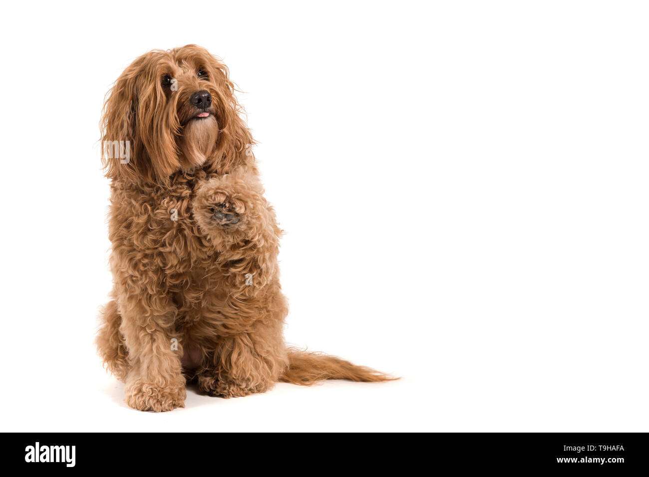 Sitting labradoodle looking up and begging on a white background Stock ...