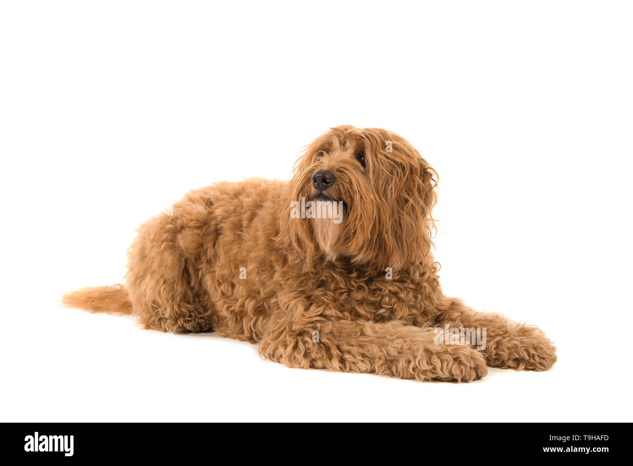 Labradoodle lying down and looking up isolated on a white background ...