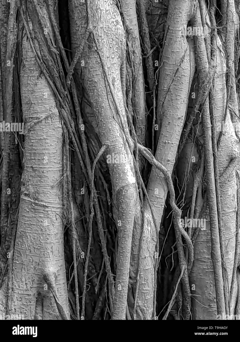 Texture of a Banyan Tree trunk Stock Photo - Alamy