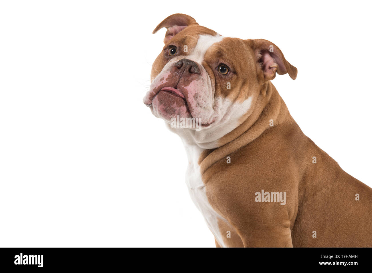 Portrait of an old english bulldog looking away seen from the side ...