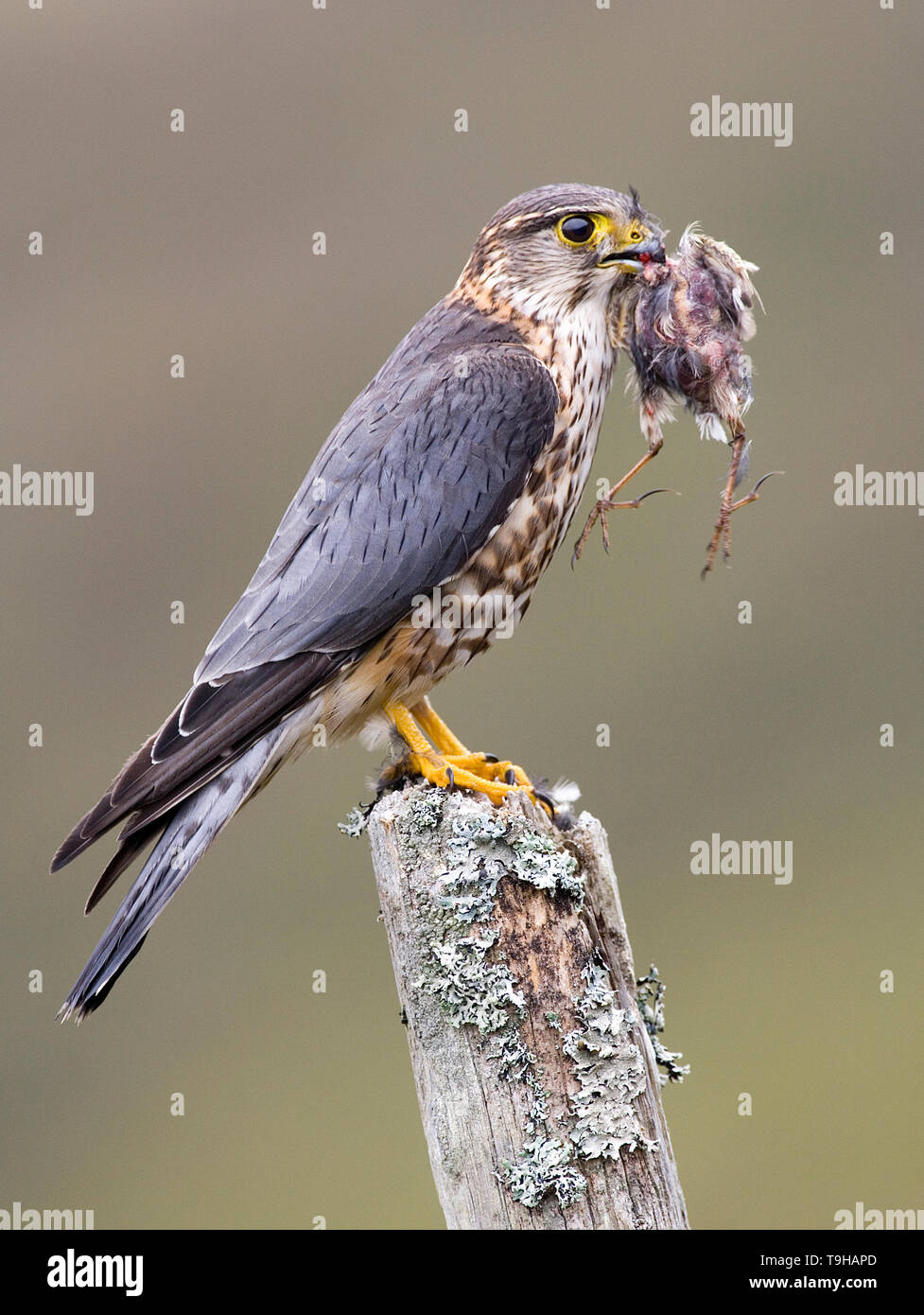 Merlin, Dumfries, Scotland Stock Photo - Alamy