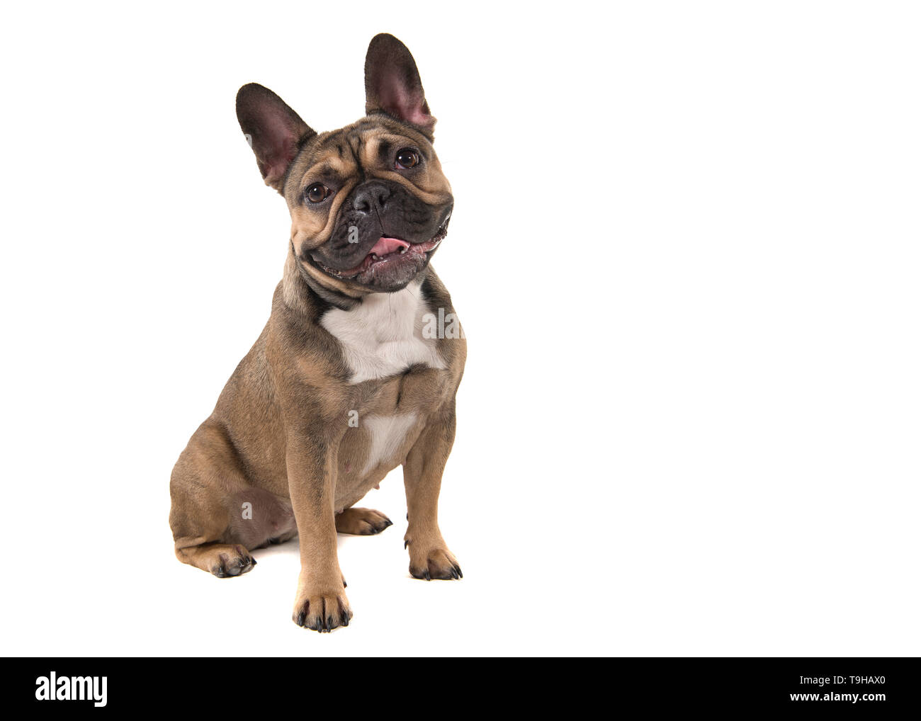 Sitting french bulldog looking at camera isolated on a white background ...