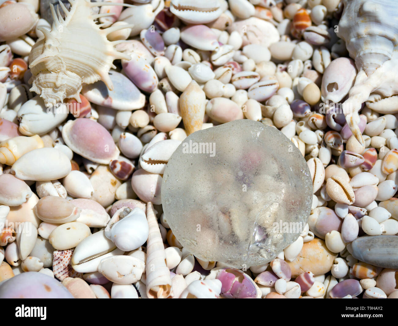 Mayan sea shells hi-res stock photography and images - Alamy