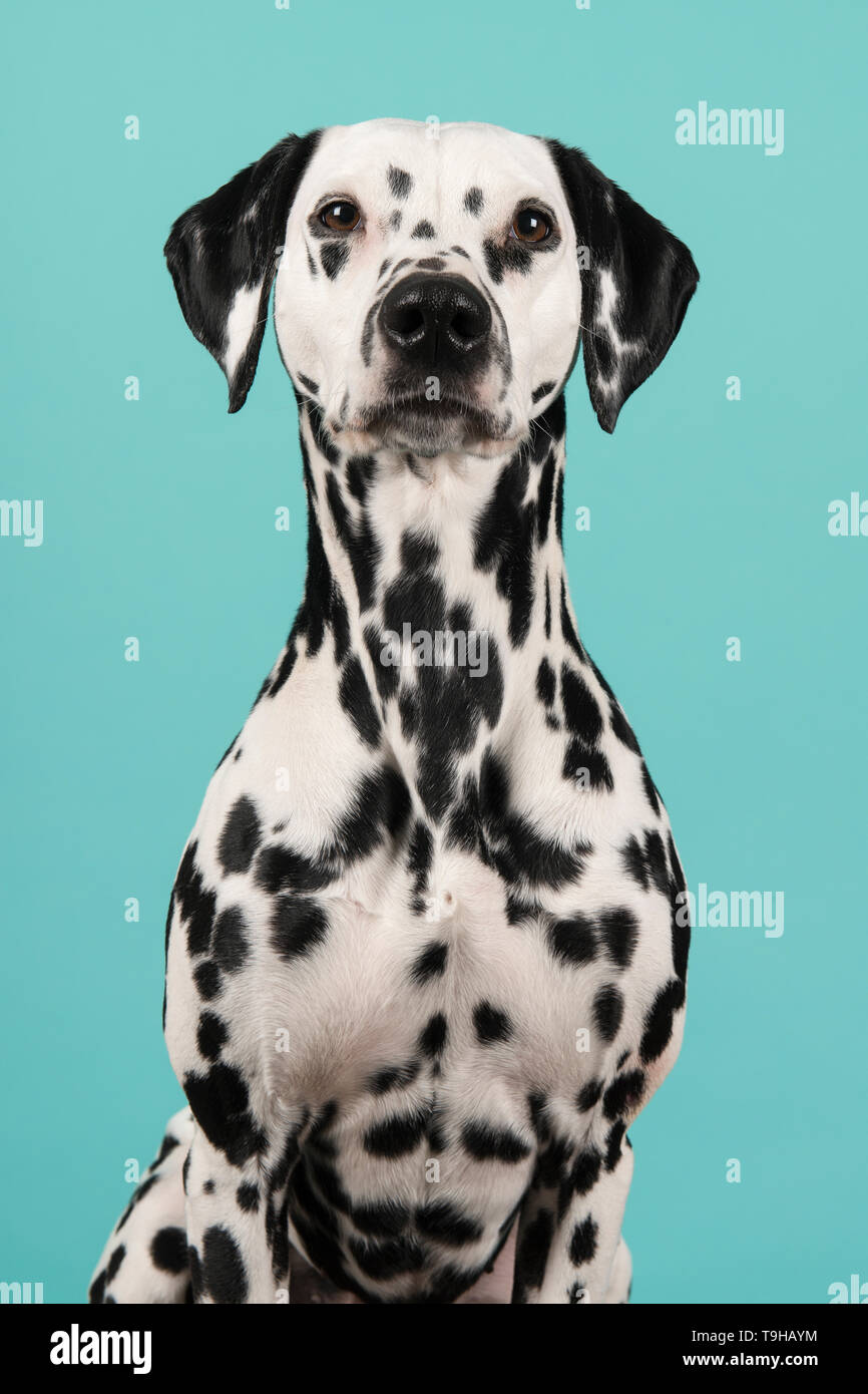 Portrait of a pretty dalmatian dog looking at the camera on a blue ...
