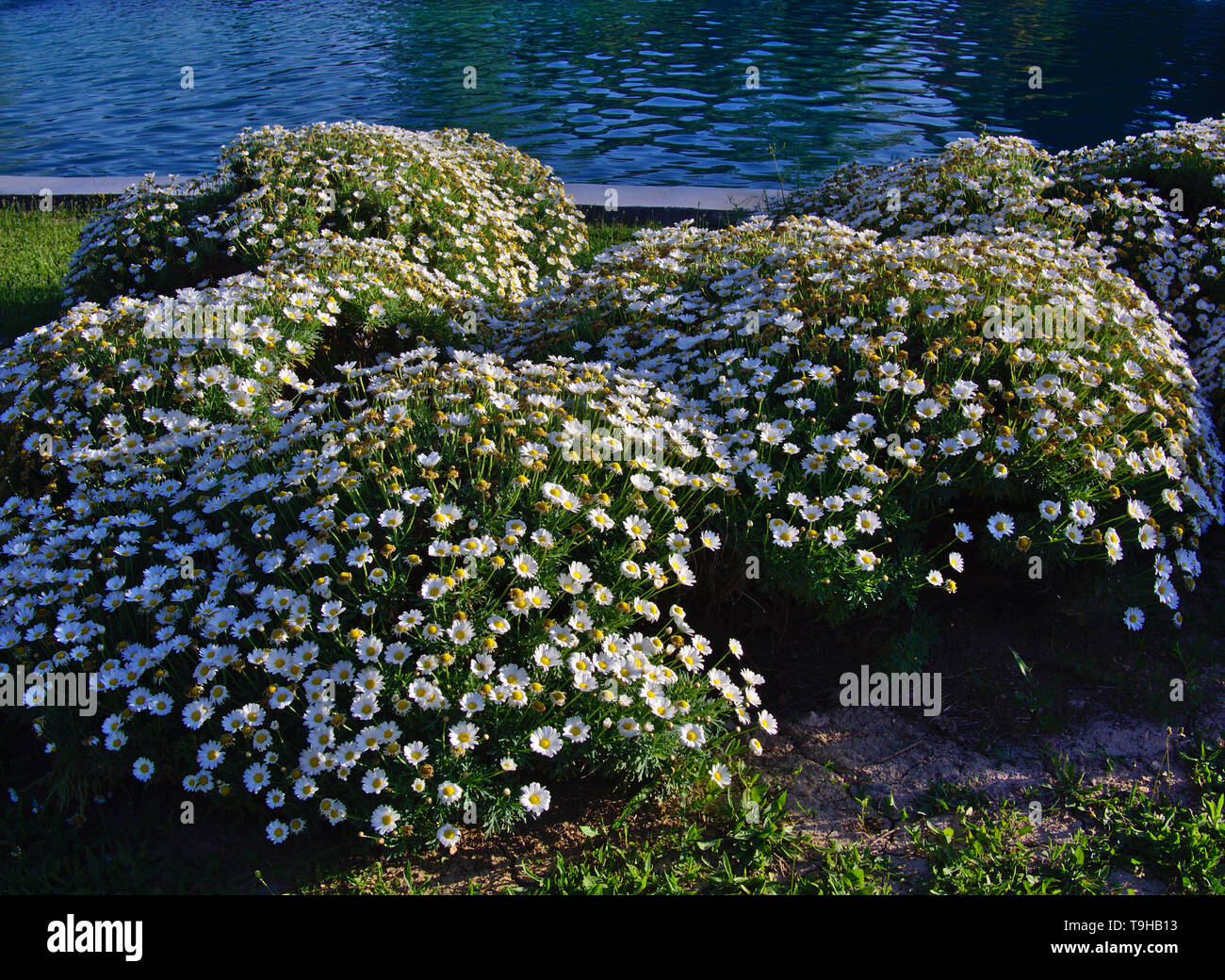 Daisy bush hi-res stock photography and images - Alamy