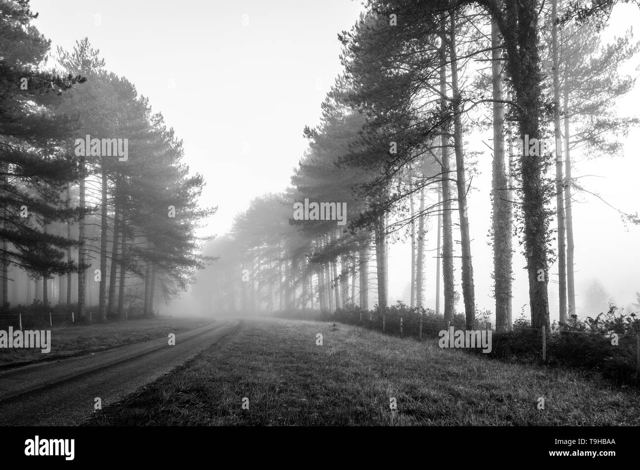 Morning sunrise pines pine Black and White Stock Photos & Images - Alamy