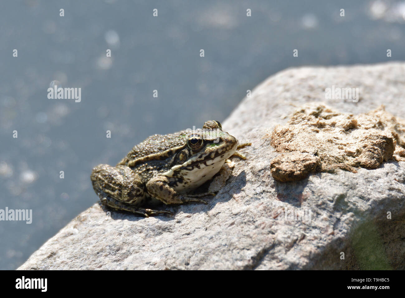 frog sitting on a stone by a pond in the sun Stock Photo - Alamy