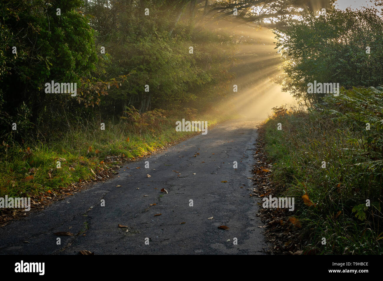 Sun shining through to the country lane with mist Stock Photo - Alamy