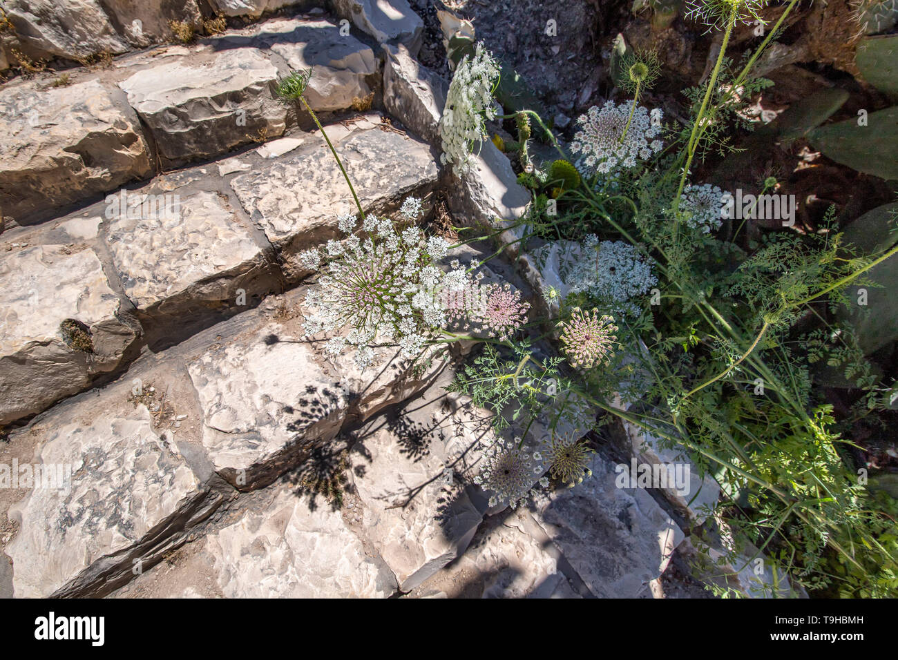 The shadow of flowering plants on the stone steps of the ancient city ...
