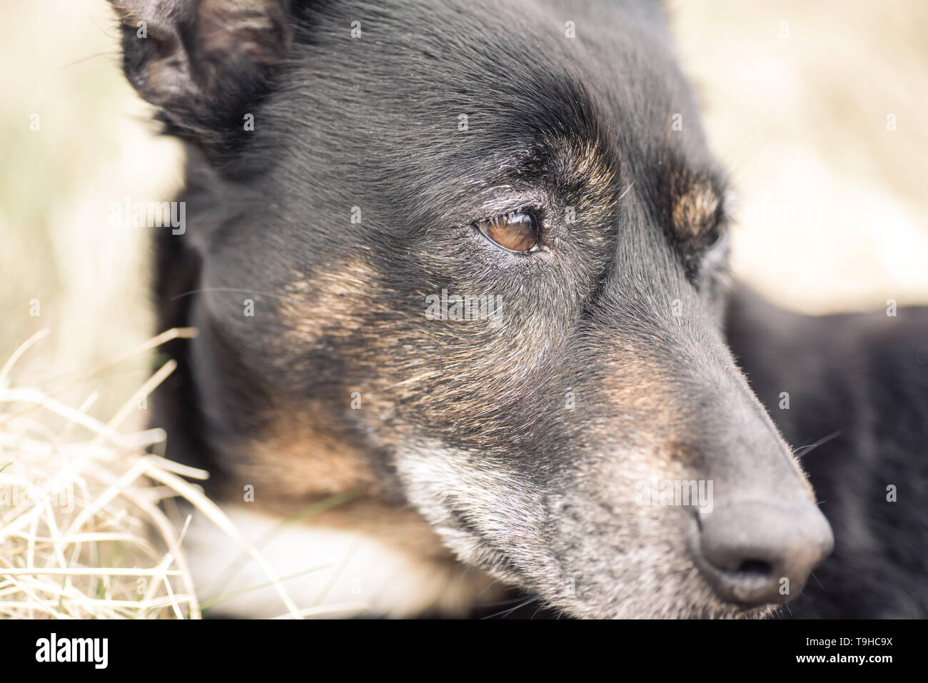 When An Old Dog Is Dying