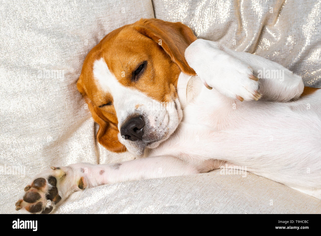 Are Beagle Puppies Lazy