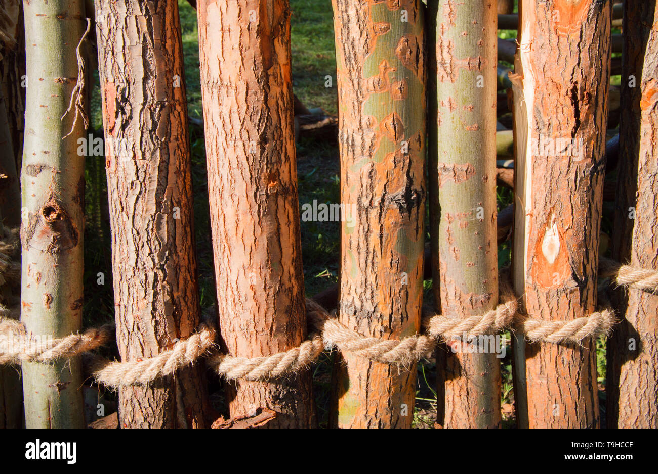 Rope is knotted around wooden posts, fence posts. Close-up natural ...